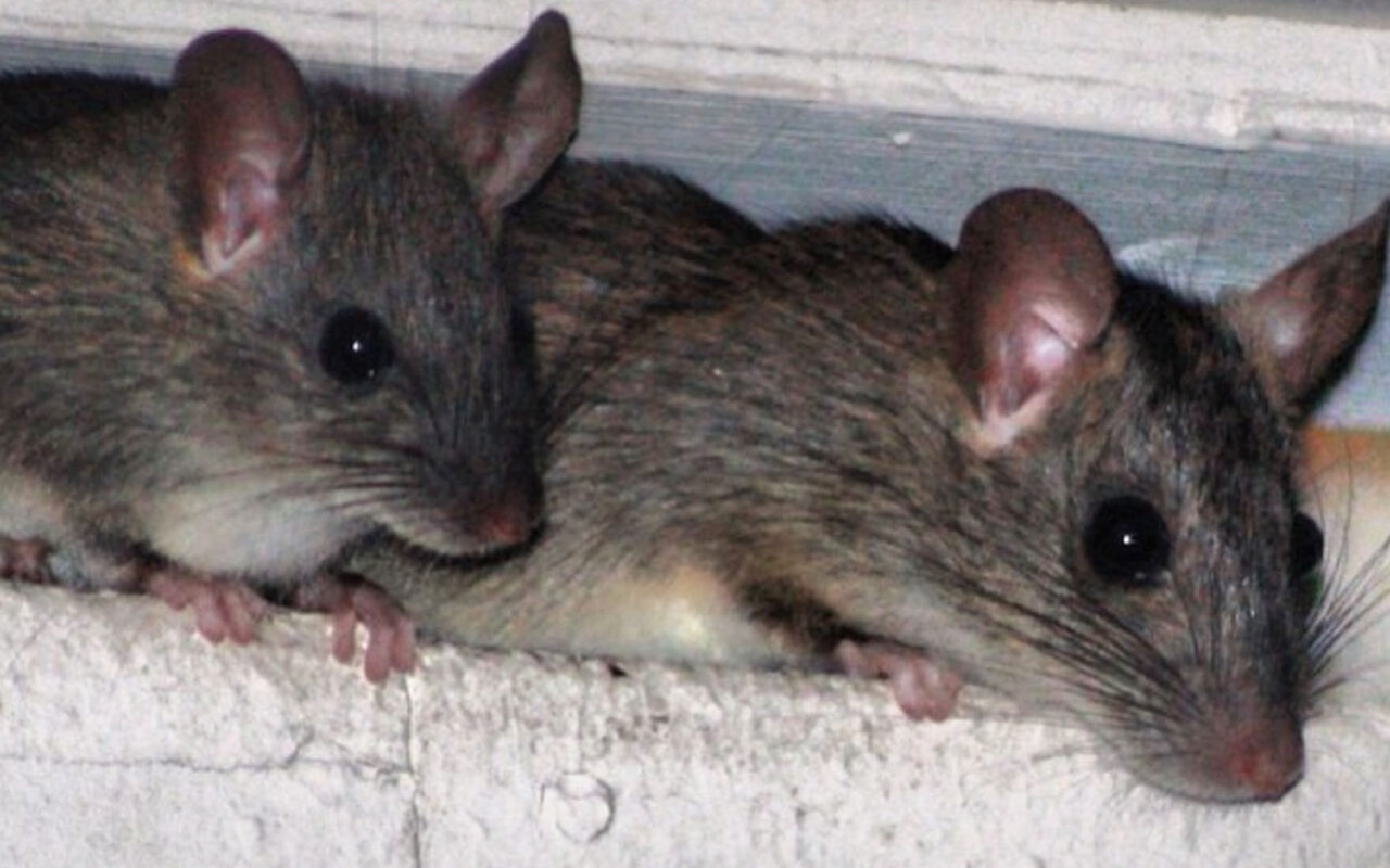 Are Rat Droppings in Attic Dangerous? | Peachtree Pest Control