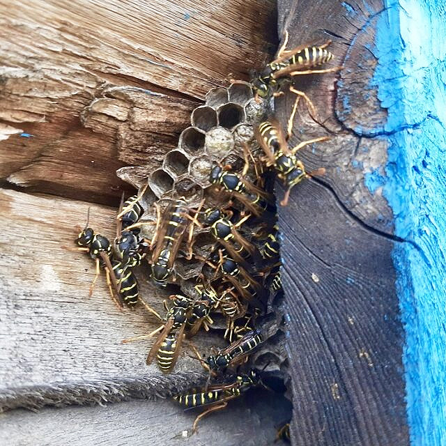 What Attracts Wasps To My House? | Peachtree Pest Control