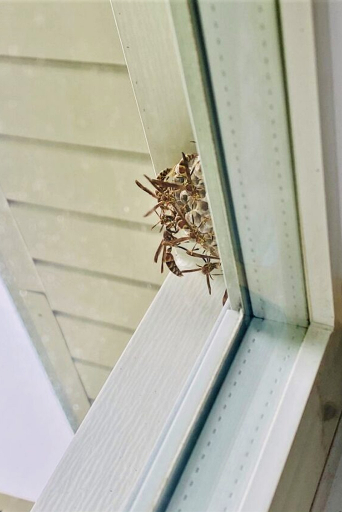 What Attracts Wasps To My House? | Peachtree Pest Control
