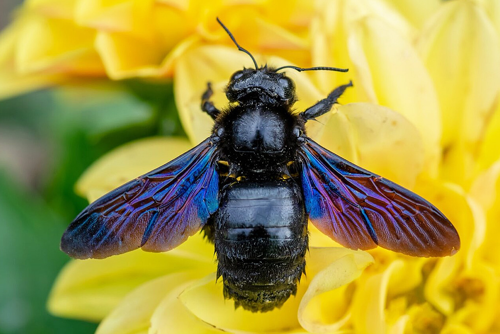 How Do You Tell The Difference Between Carpenter Bees And Bumblebees ...