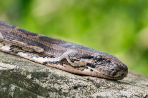 Do Snakes Come Out In Winter? | Peachtree Pest Control