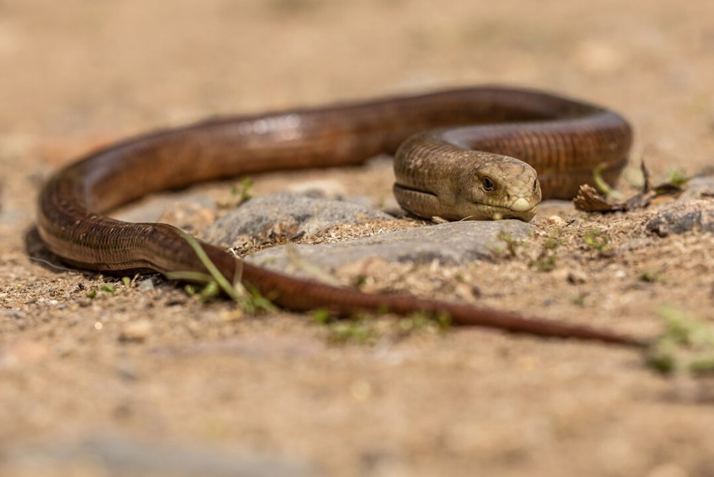 Do Snakes Come Out In Winter? | Peachtree Pest Control