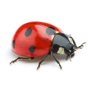 Pest Control for Lady Bugs | Lady Bug Control & Prevention