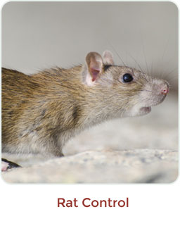 Affordable Pest Control & Top-Rated Exterminators in Atlanta, GA ...