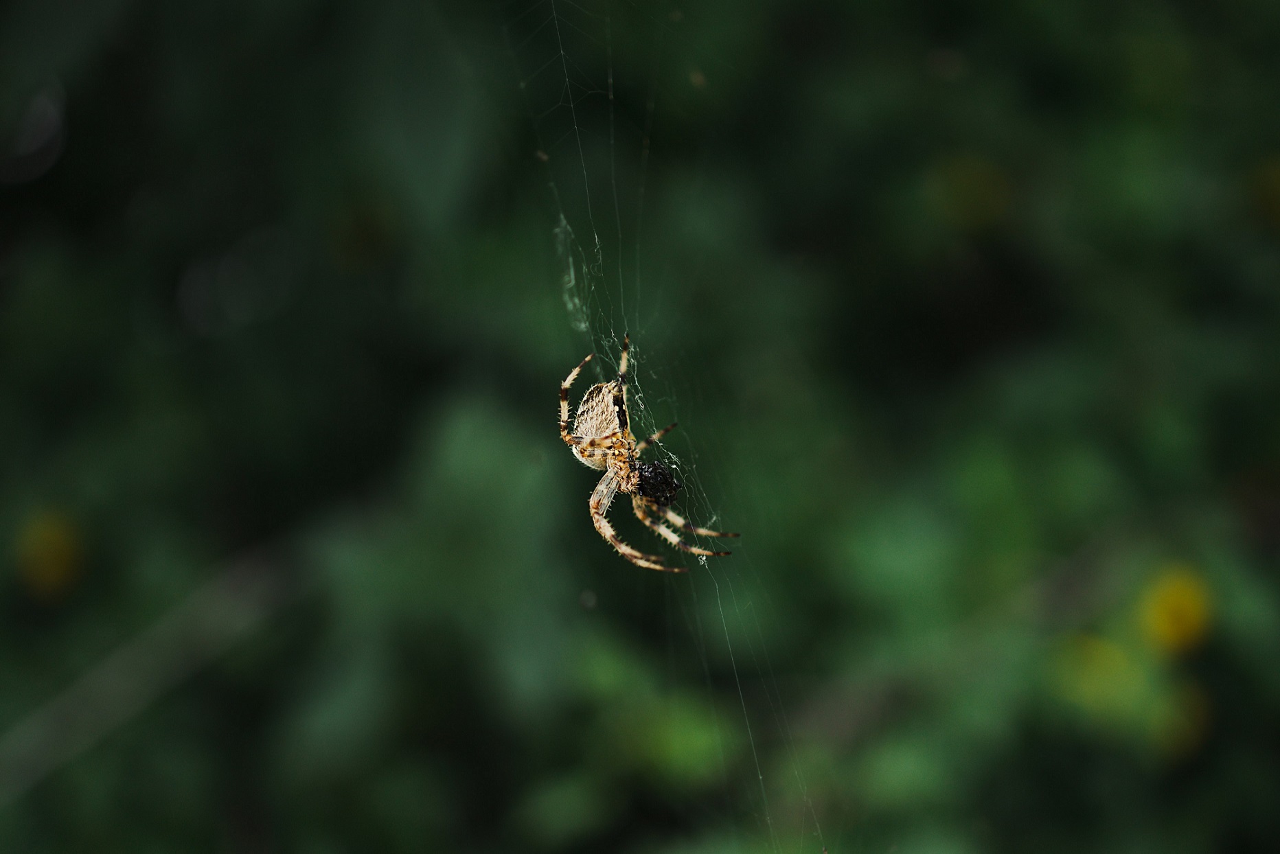 How To Deal With A Spider Infestation In Your Basement | Peachtree Pest ...