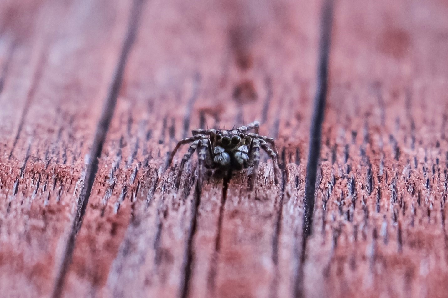 How To Deal With A Spider Infestation In Your Basement | Peachtree Pest ...
