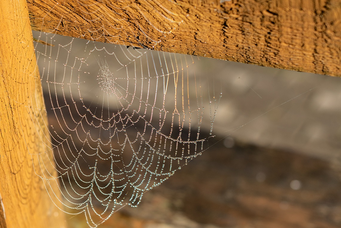 How To Deal With A Spider Infestation In Your Basement | Peachtree Pest ...