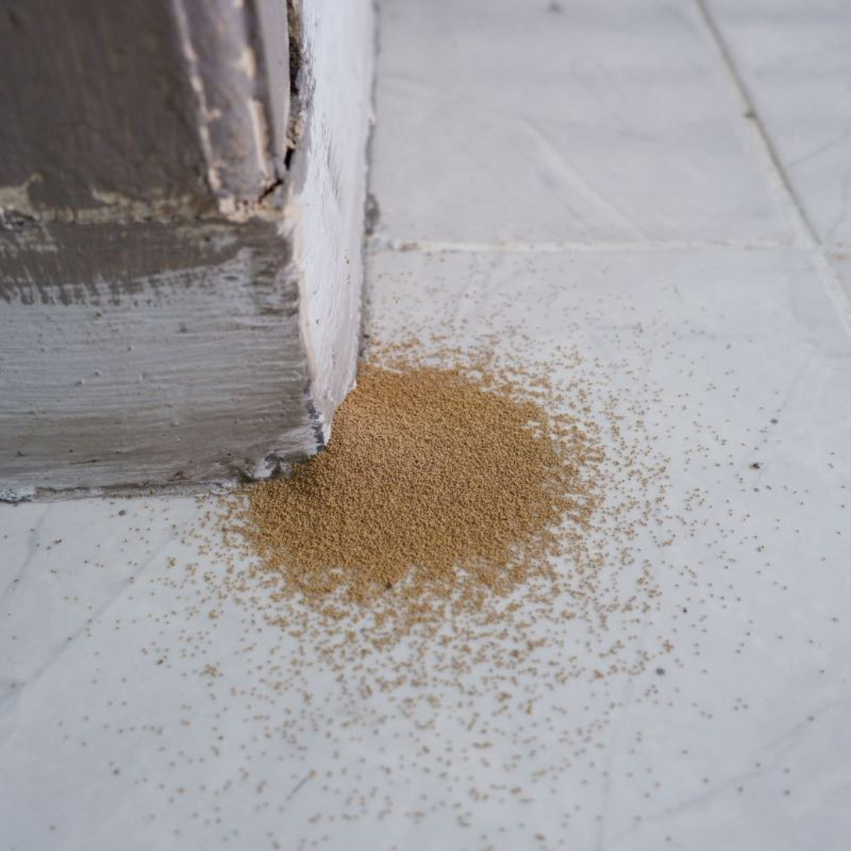 Winter Termite Control Guide | Peachtree Pest Control